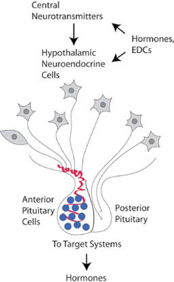 Hormones Gr