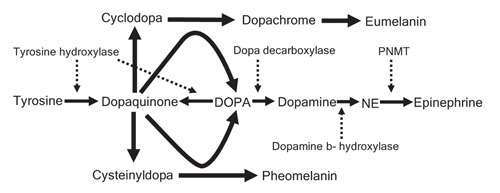 Hormones.gr