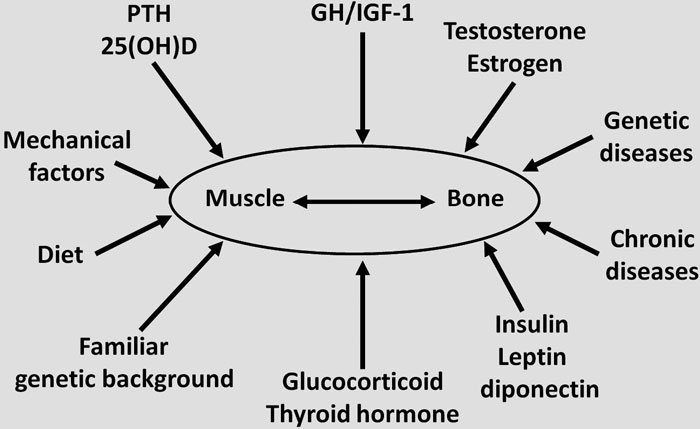 Hormones.gr